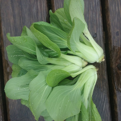 Pac Choi - Wilder Farm